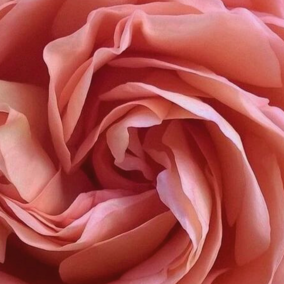 rose douce - NASRIN fragrances