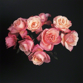 rose douce - NASRIN fragrances