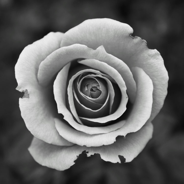 rose douce - NASRIN fragrances